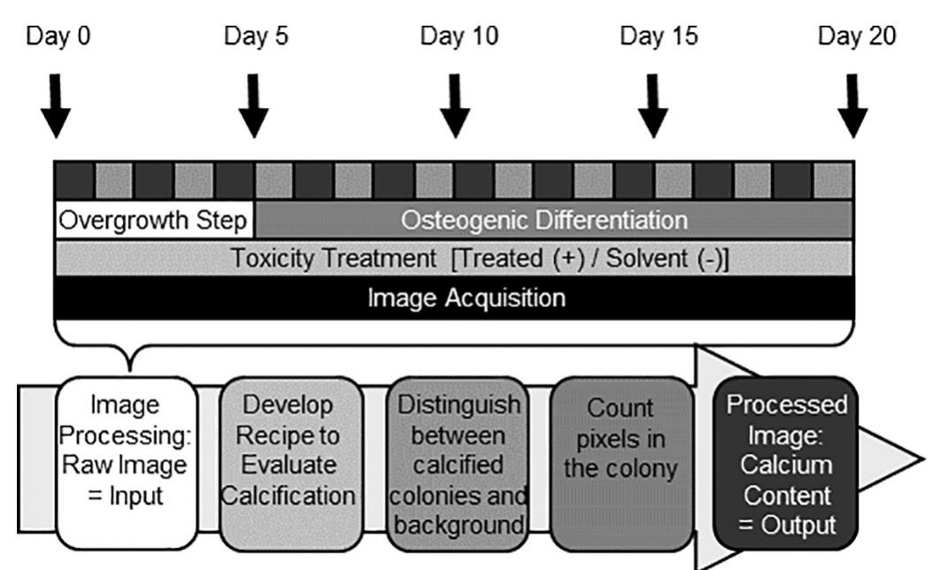 Schematic overview of image acquisition and data processing