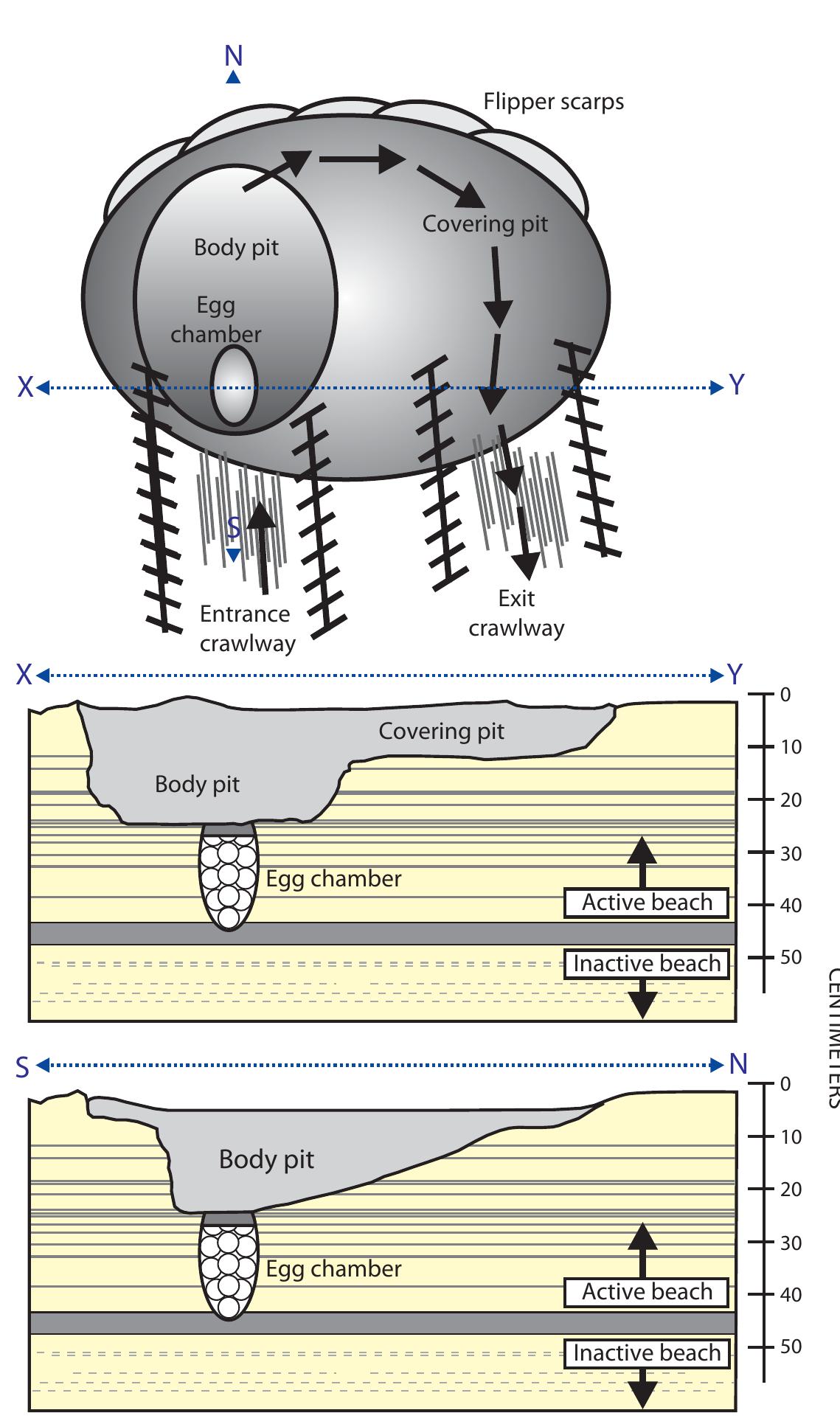 2. diagrammatic morphology of loggerhead sea turtle nest in