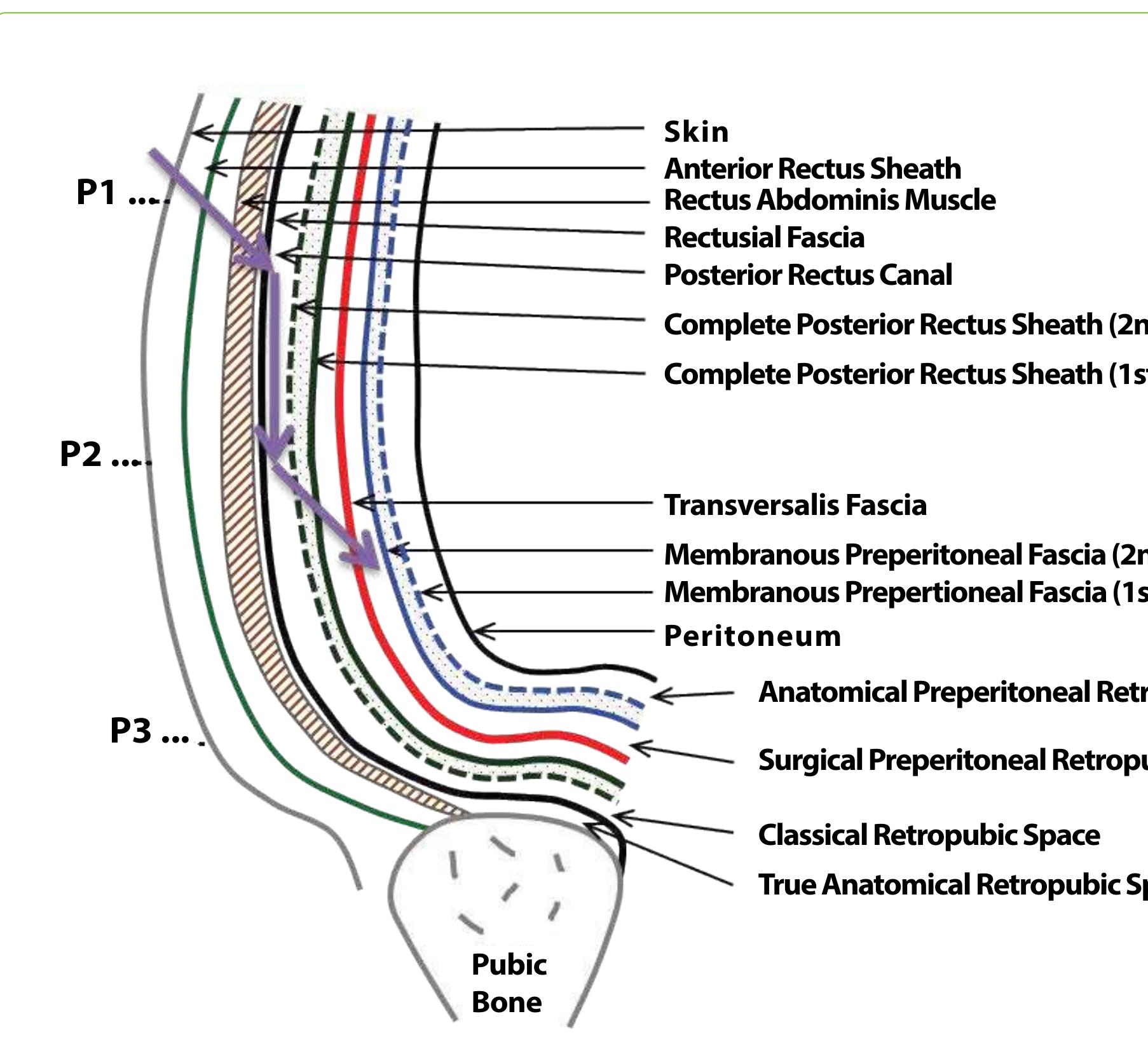 Schematic illustration of longitudinal section of anterior
