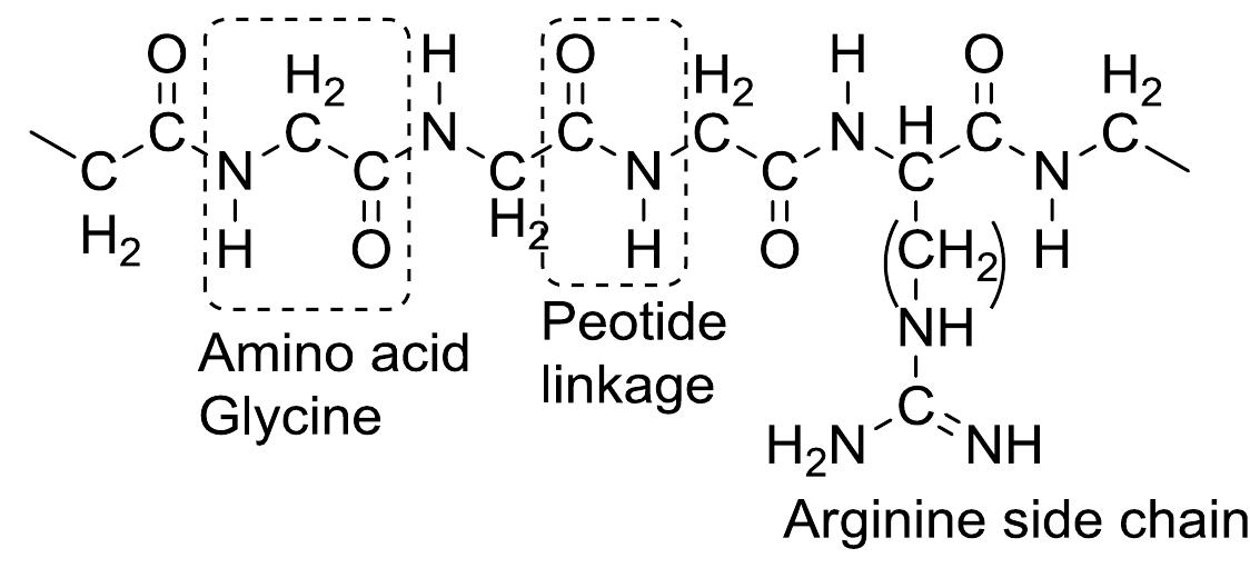1 fundamental structure of a peptide