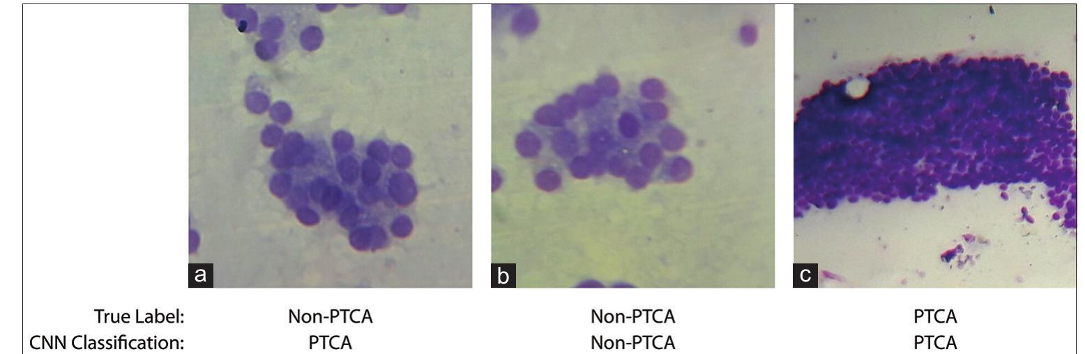 Examples of true and false image classification by the