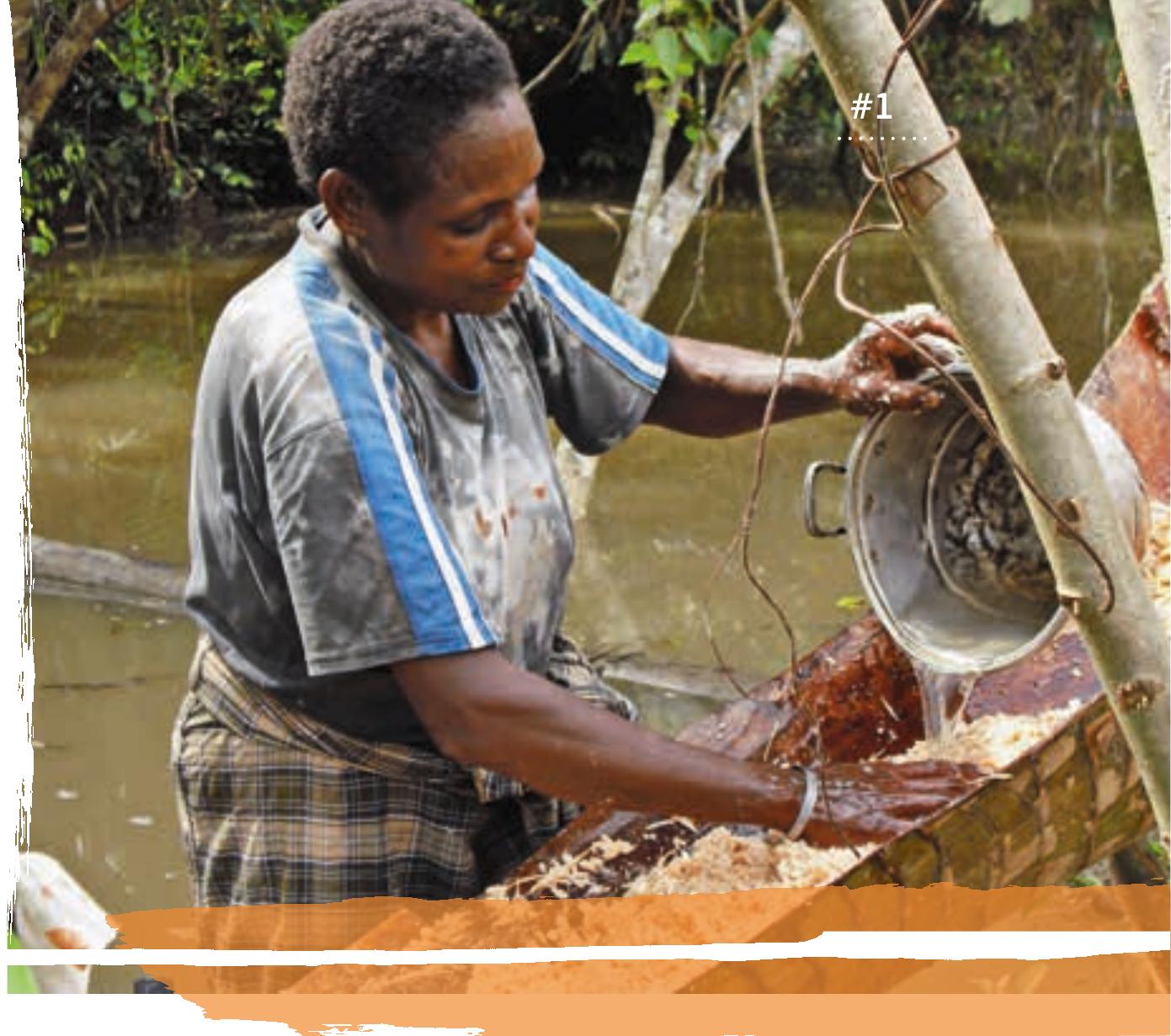 Extracting starch from sago palm, new guinea. sago palms are