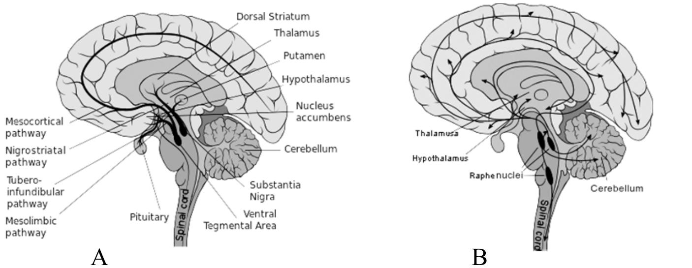 9 Main Dopamine A And Serotonin B Pathways Source 8300