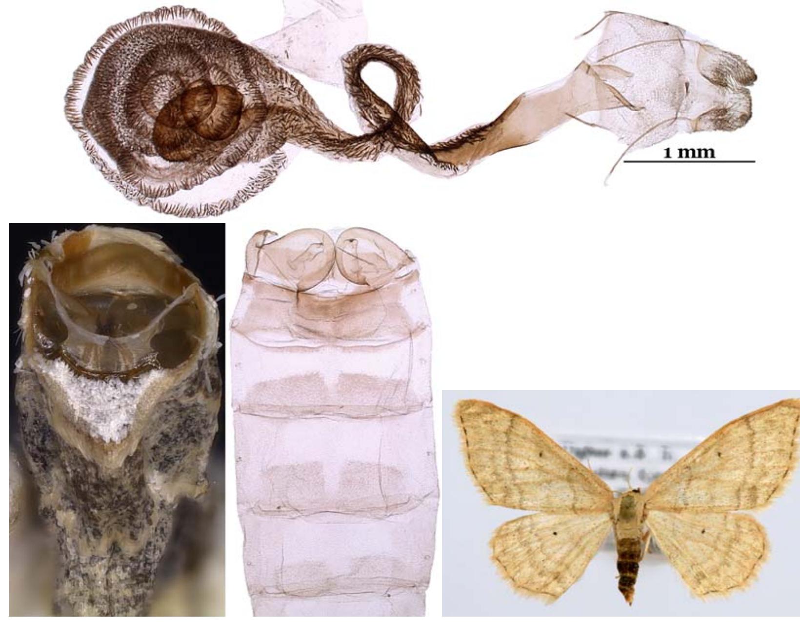 S. 16-18 — idaea straminata (geometridae). female genitalia,
