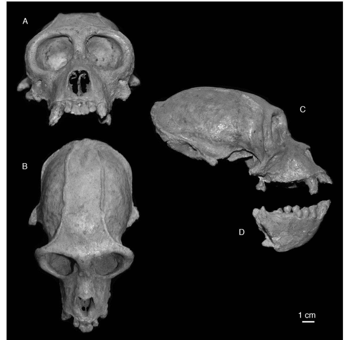 Femoral morphology, atelin traits in its pectoral girdle and
