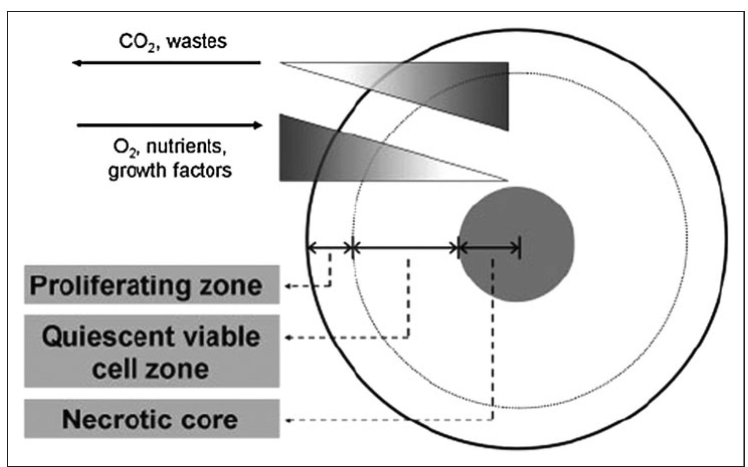 The schematic diagram of typical zones of cell proliferation