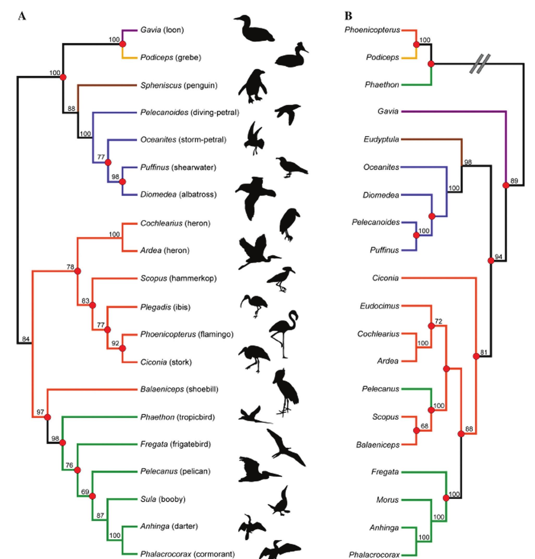 Comparison Of Waterbird Phylogeny Based On Morphological A