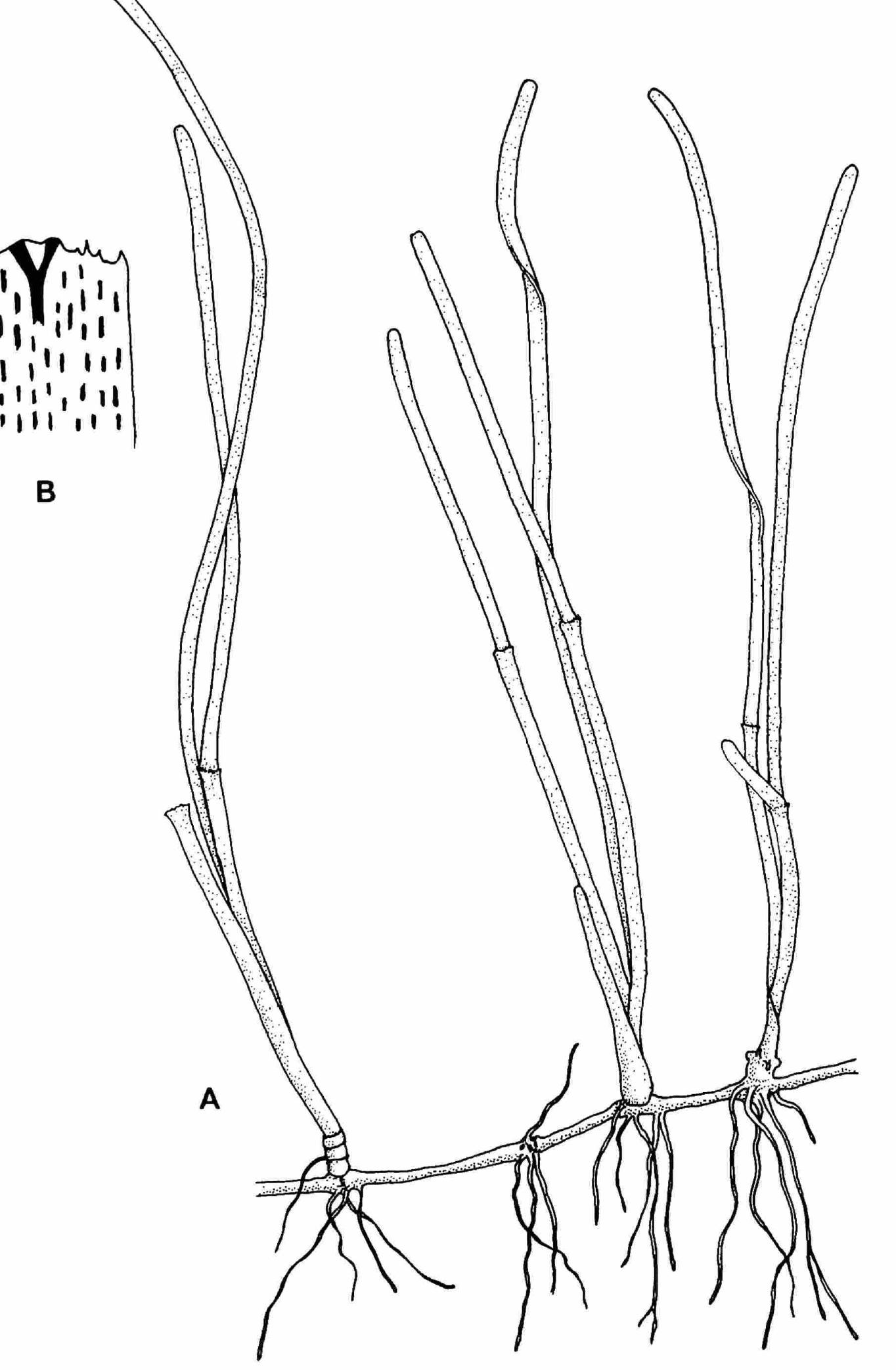(PDF) Seagrasses from the Philippines