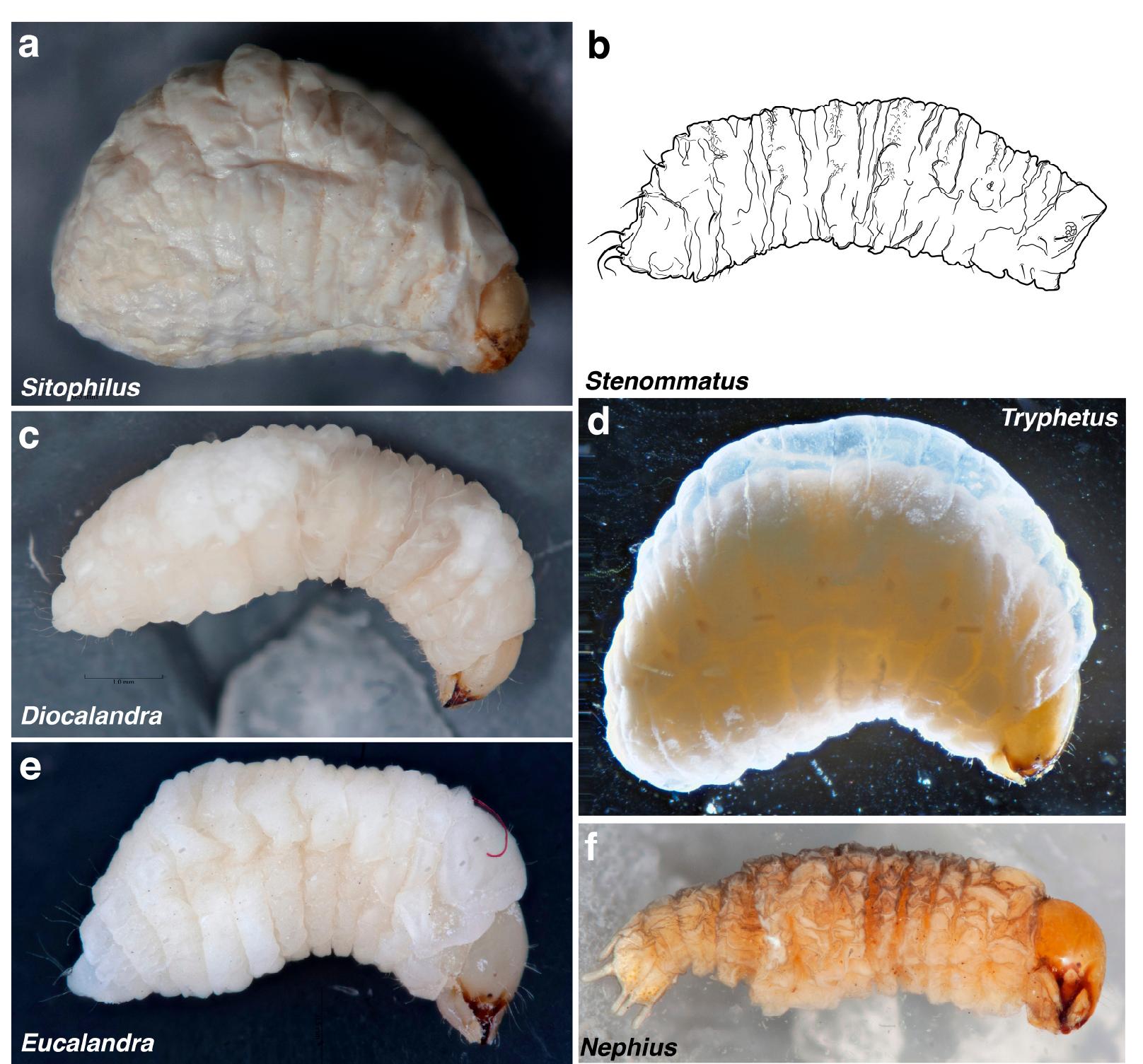 Larva, lateral view: (a) sitophilus; (b) stenommatus; (c)