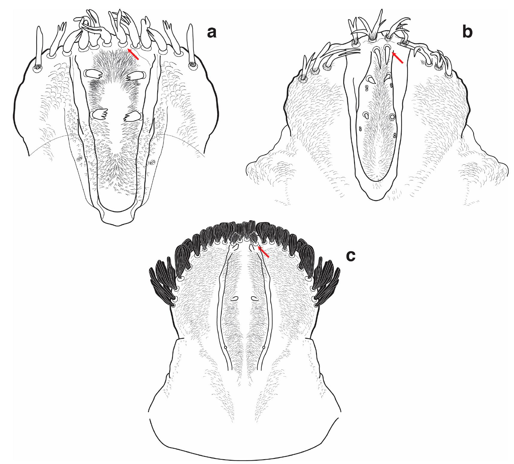 Epipharynx, larva: (a) foveolus; (b) cosmopolites; and (c)