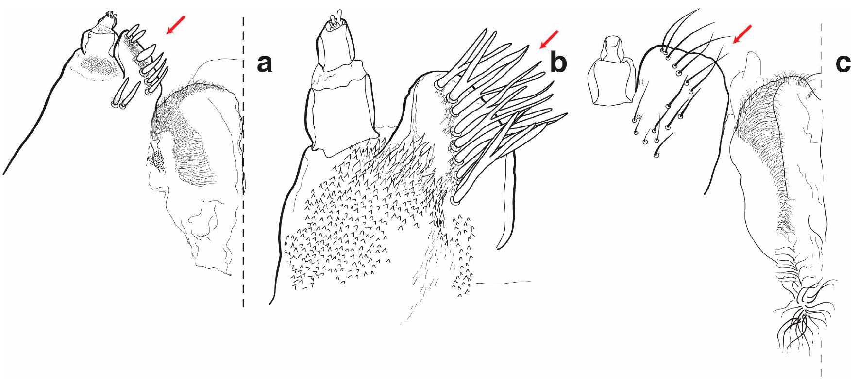 Mala and maxillary palp, larva, dorsal view: (a)