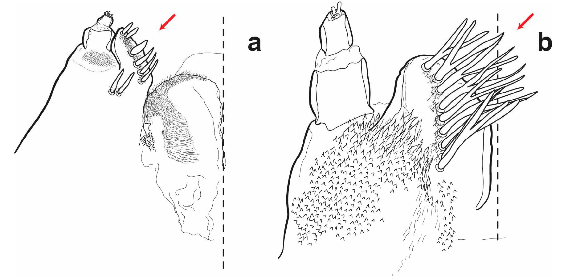 Hypopharynx, mala and maxillary palp, larva, dorsal view: