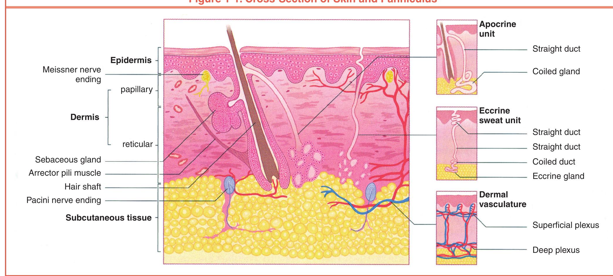 (PDF) Anatomy and Physiology of the Skin