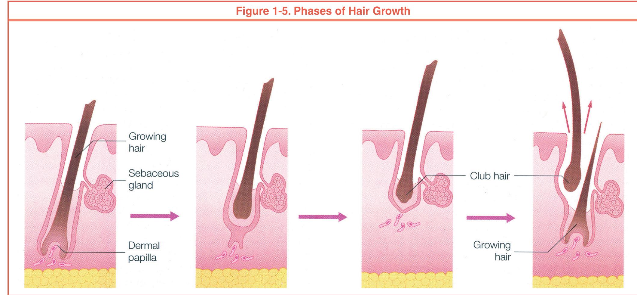 (PDF) Anatomy and Physiology of the Skin
