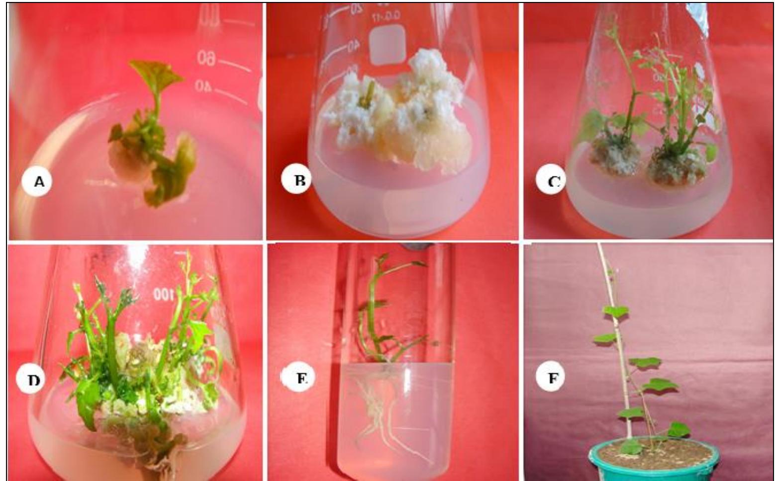 Photographic representation of micropropagation of coccinia