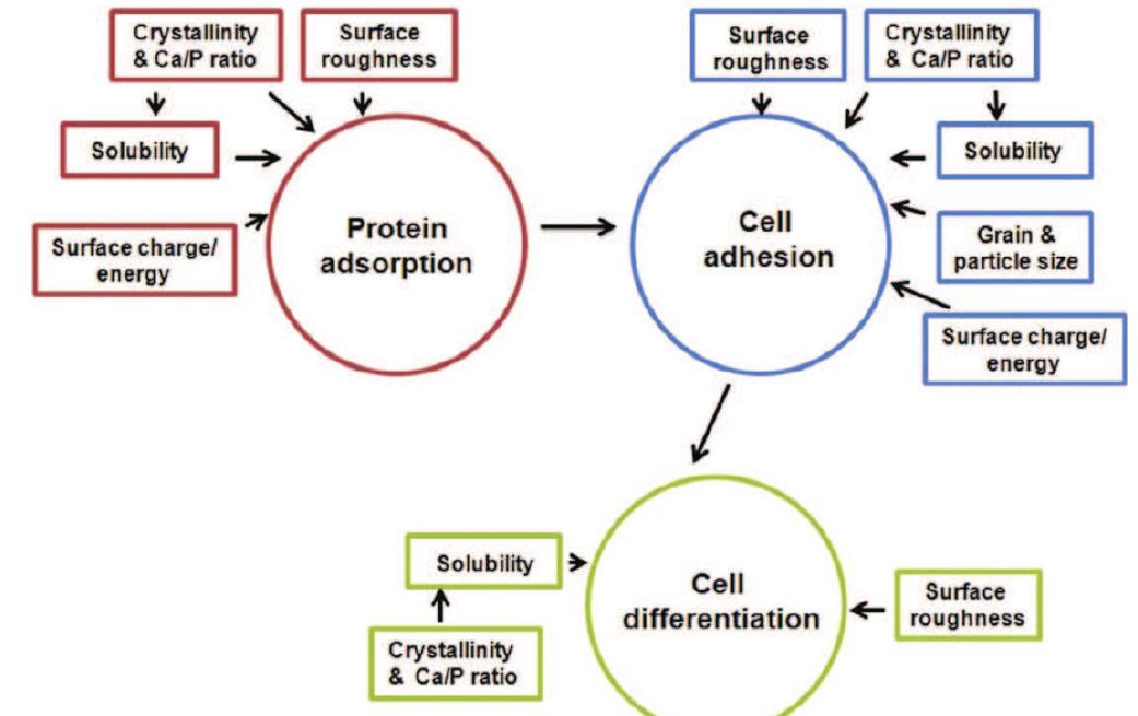 A schematic drawing of the key scaffold properties affect-