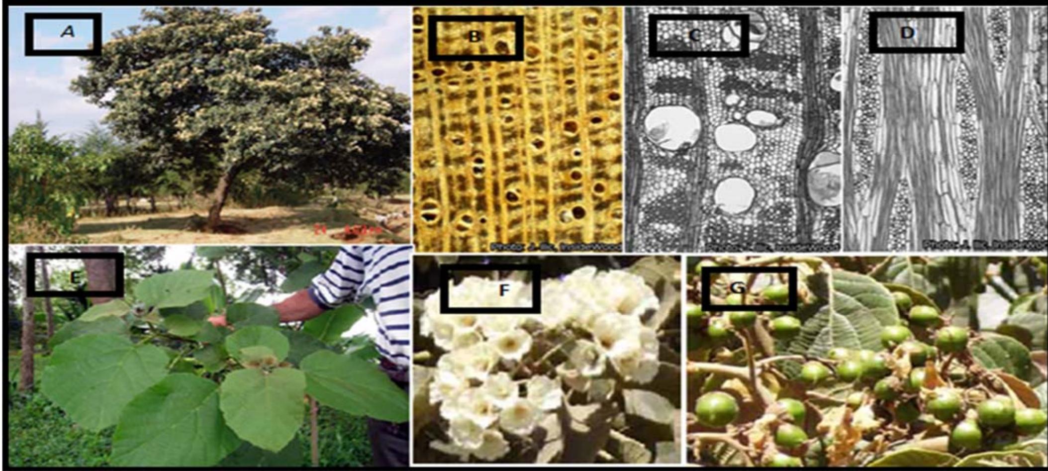 Figure 1 - from Cordia africana (Boraginaceae) in Ethiopia: