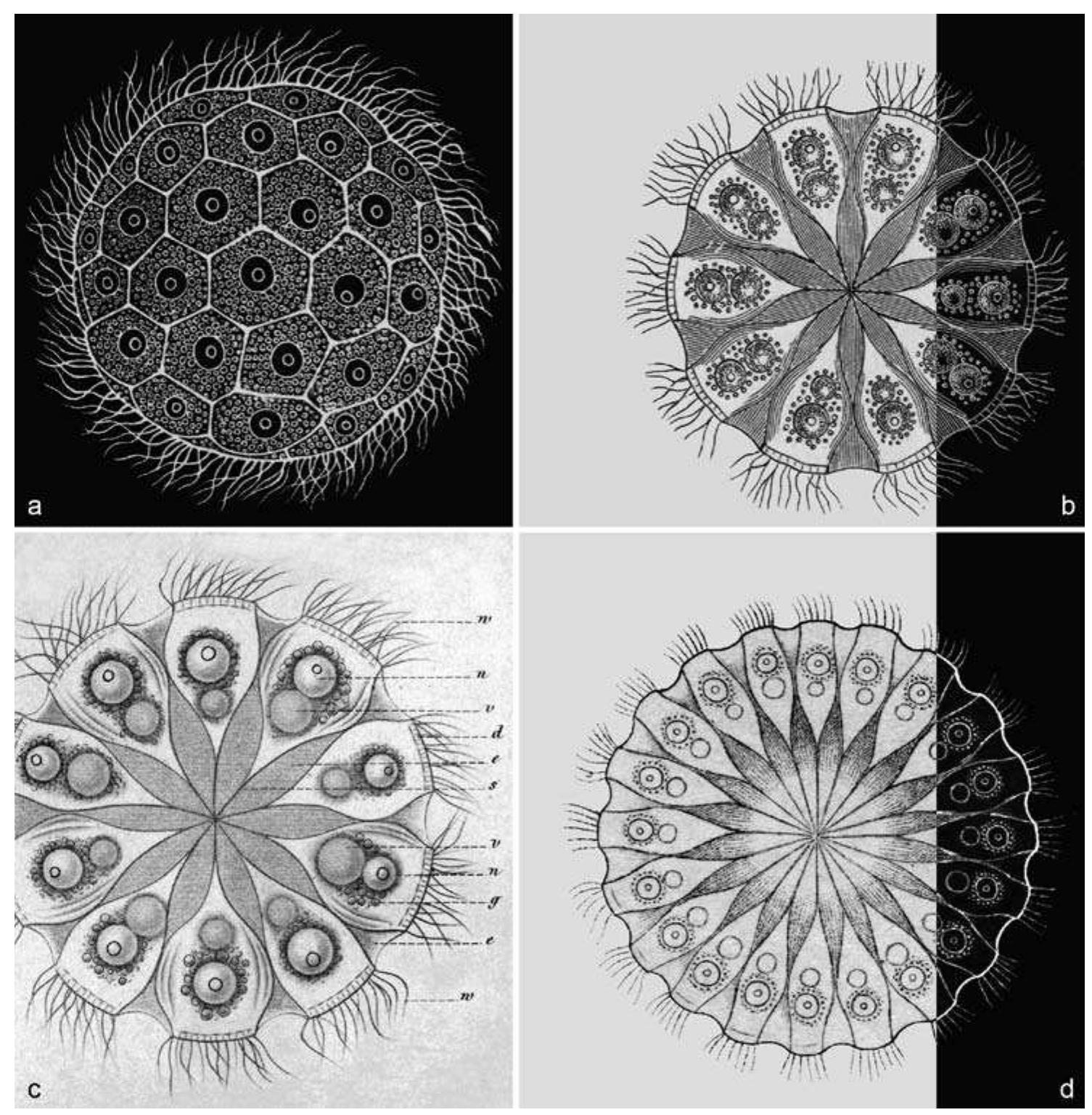 - comparative analysis of haeckel’s drawings of magosphaera