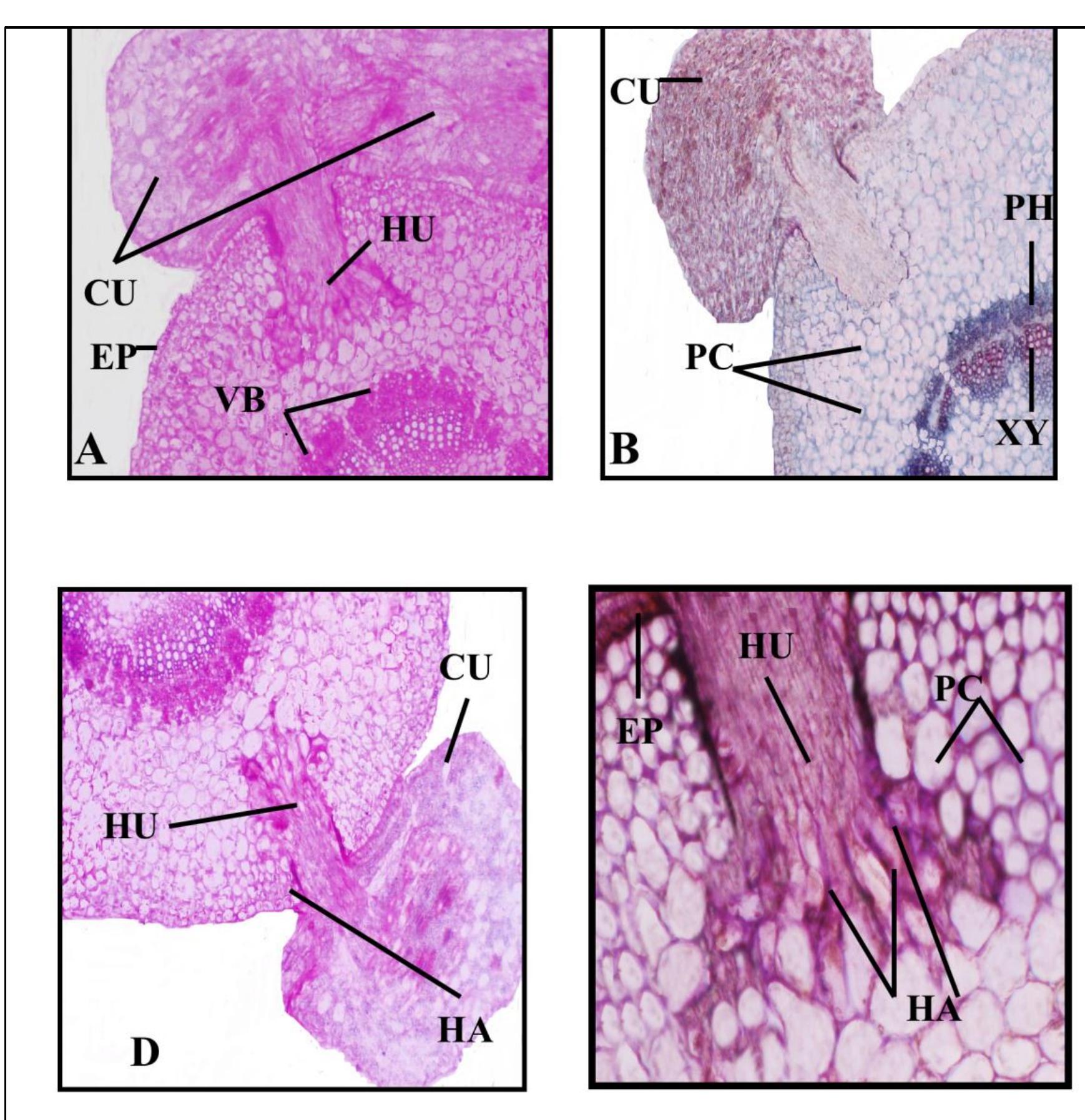 Plate 3- a, b, c&d. plate 2. (a-d) : cross sections of