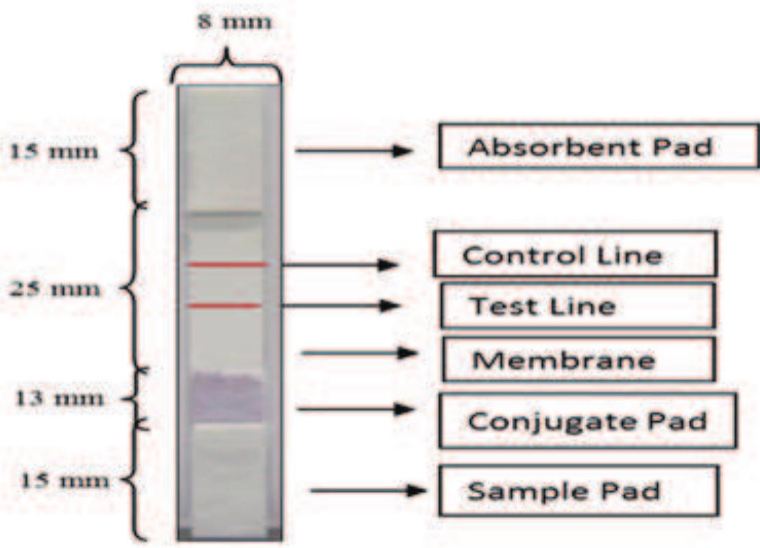 Organization of lateral flow immunoassay components the
