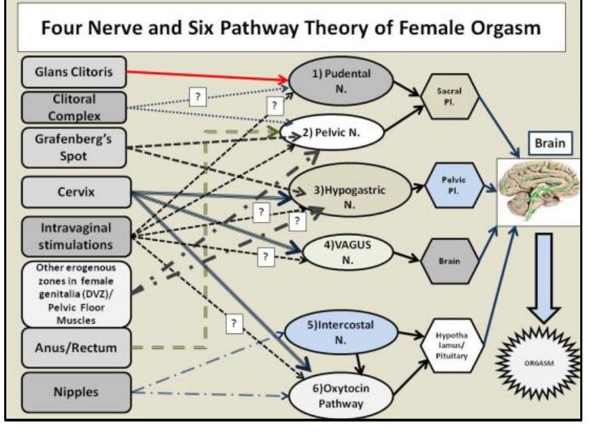 Four nerve-six pathway module for the development of female