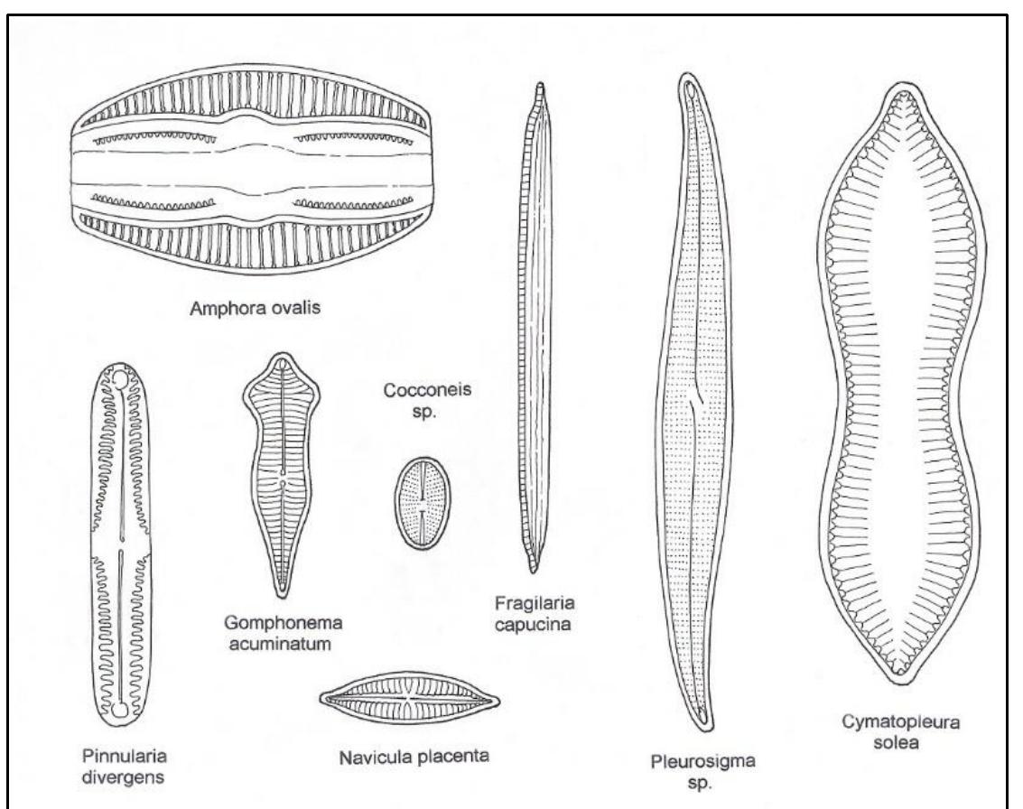 - diagram of diatoms