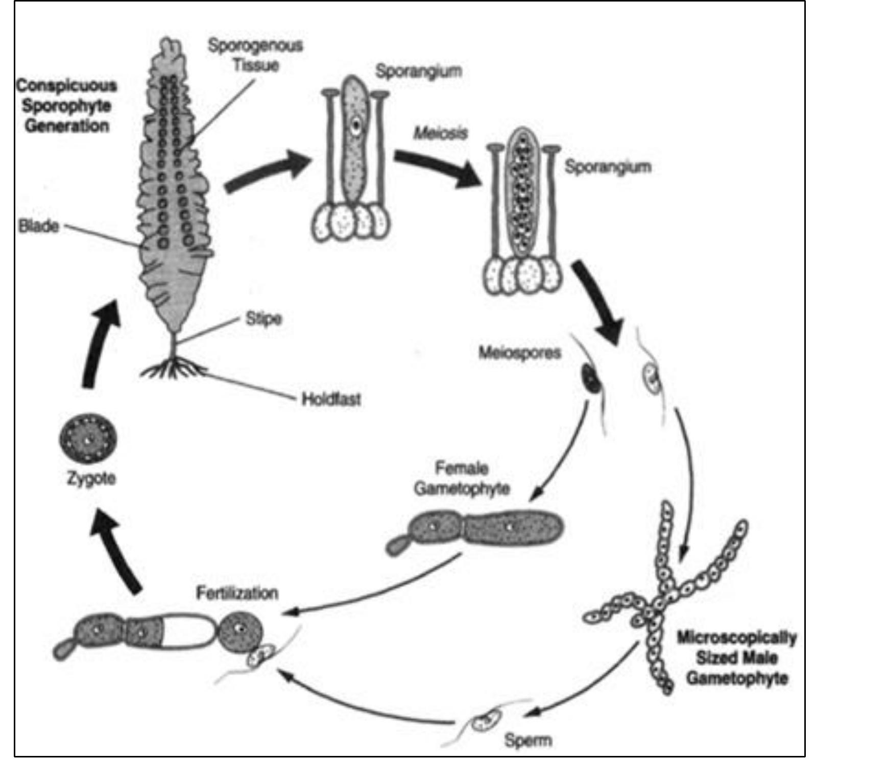 - life cycle of laminaria when the plant is mature enough to