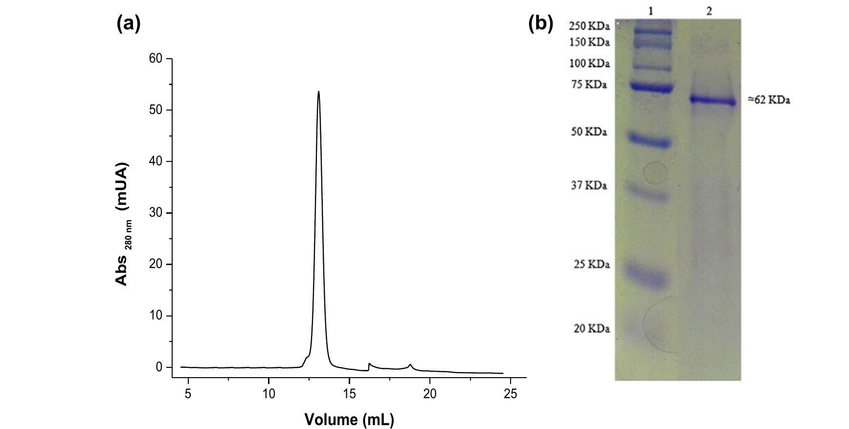 Elution profile of gel filtration chromatography (a), and