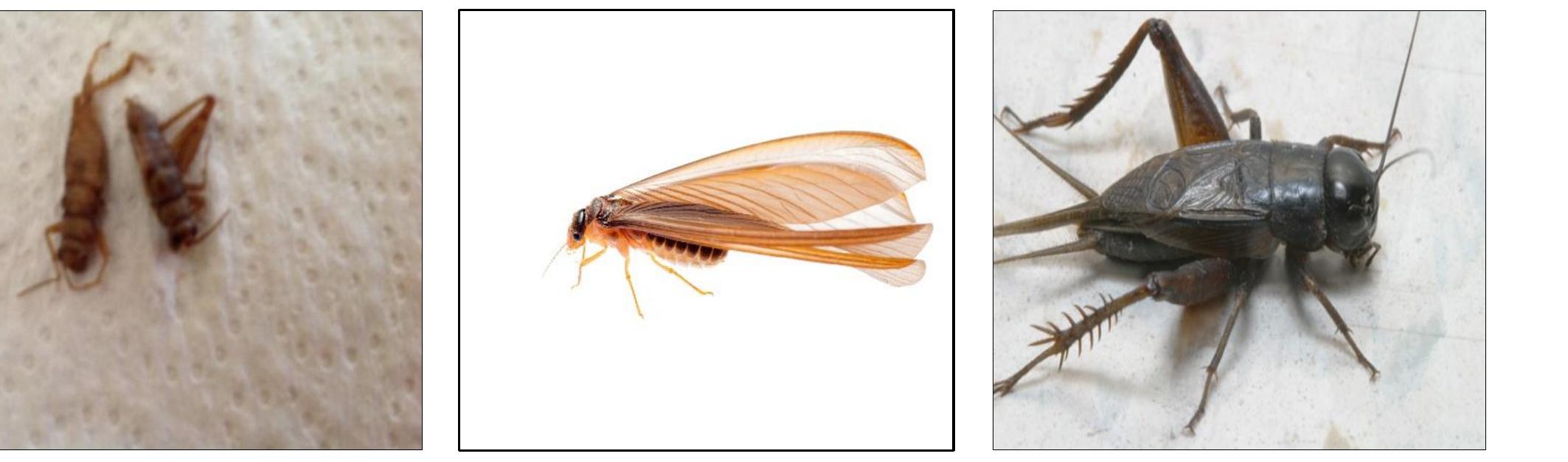 Figure 5 - Identification and classification of common