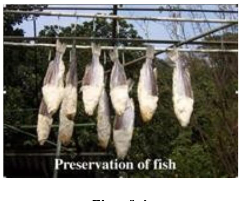(PDF) Fish processing and preservation