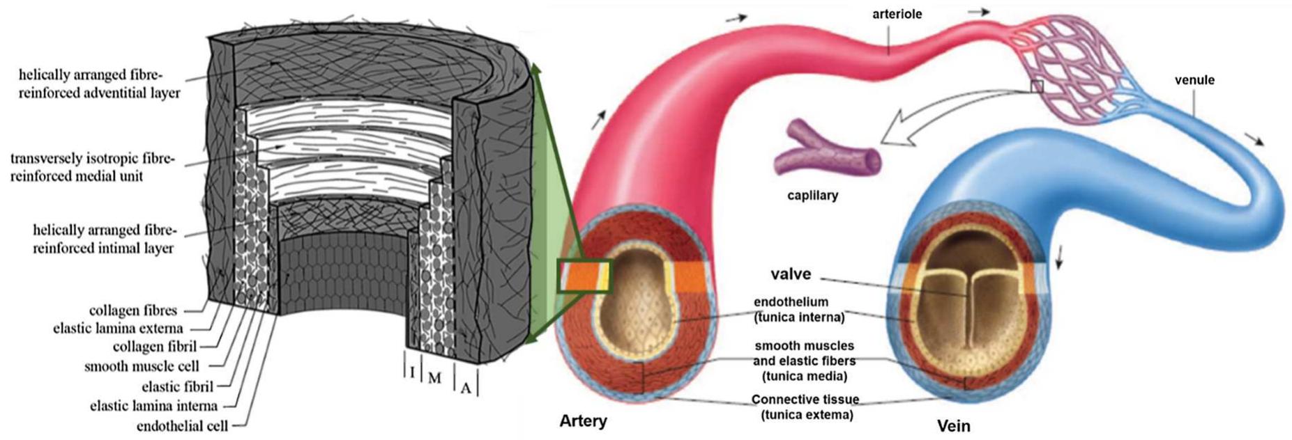 1. schematic drawing of the hierarchical structures of