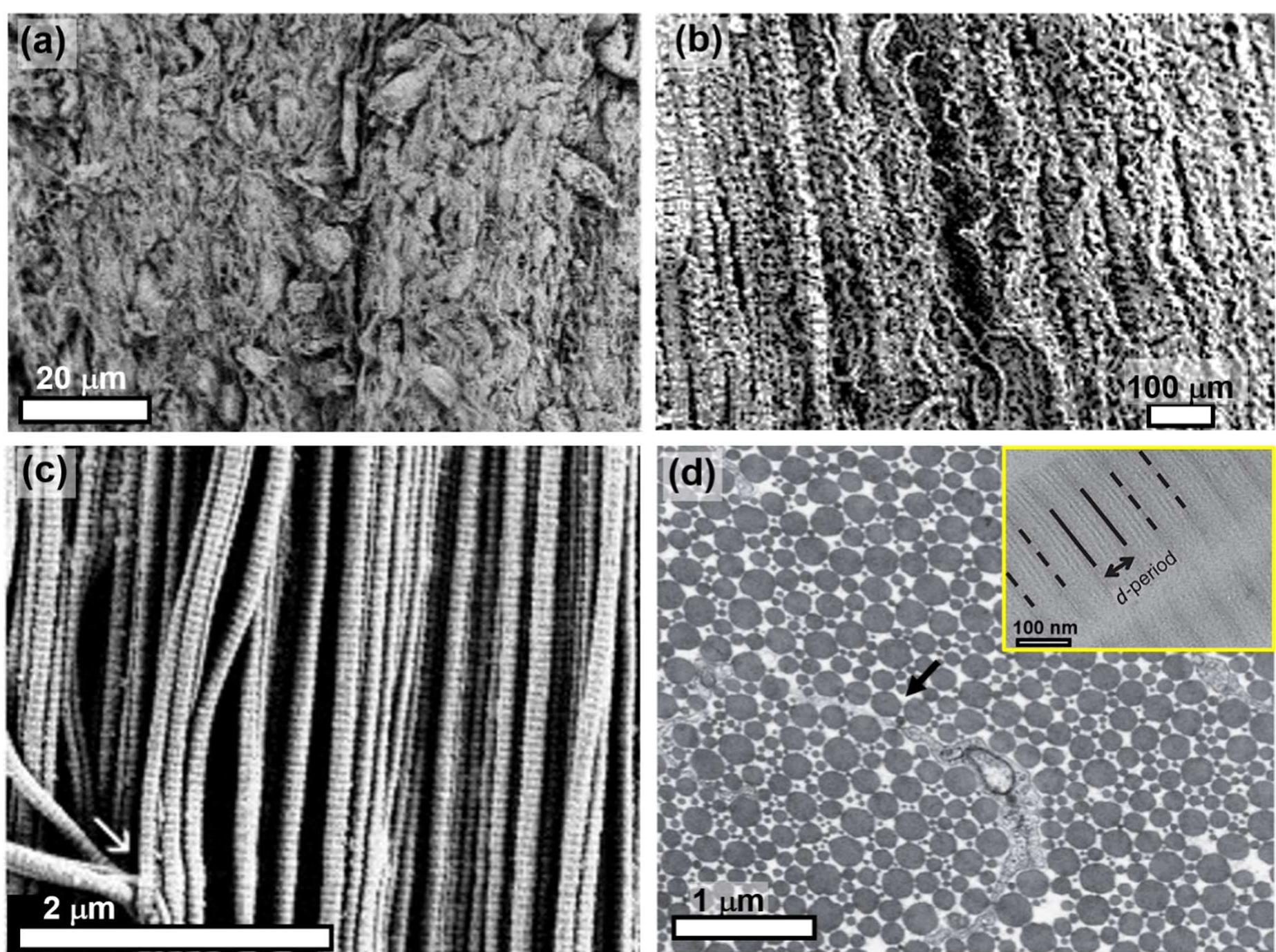 7. collagen fibers and fibrils in tendon. (a) organization