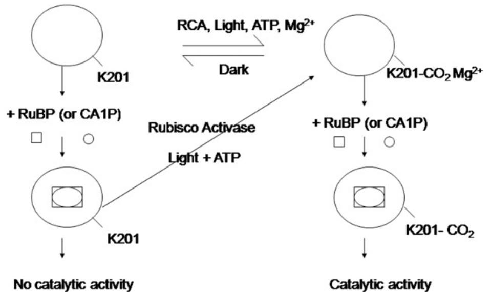 Schematic showing the activation of rubisco by rubisco