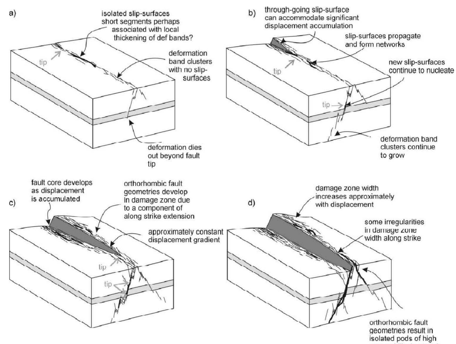 Schematic illustration of a model for the growth of the