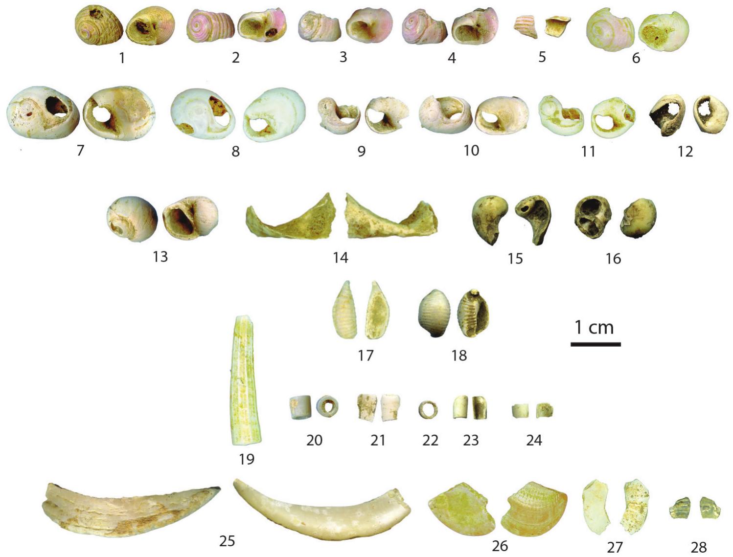 Photos of the ventral and dorsal sides of the shells and