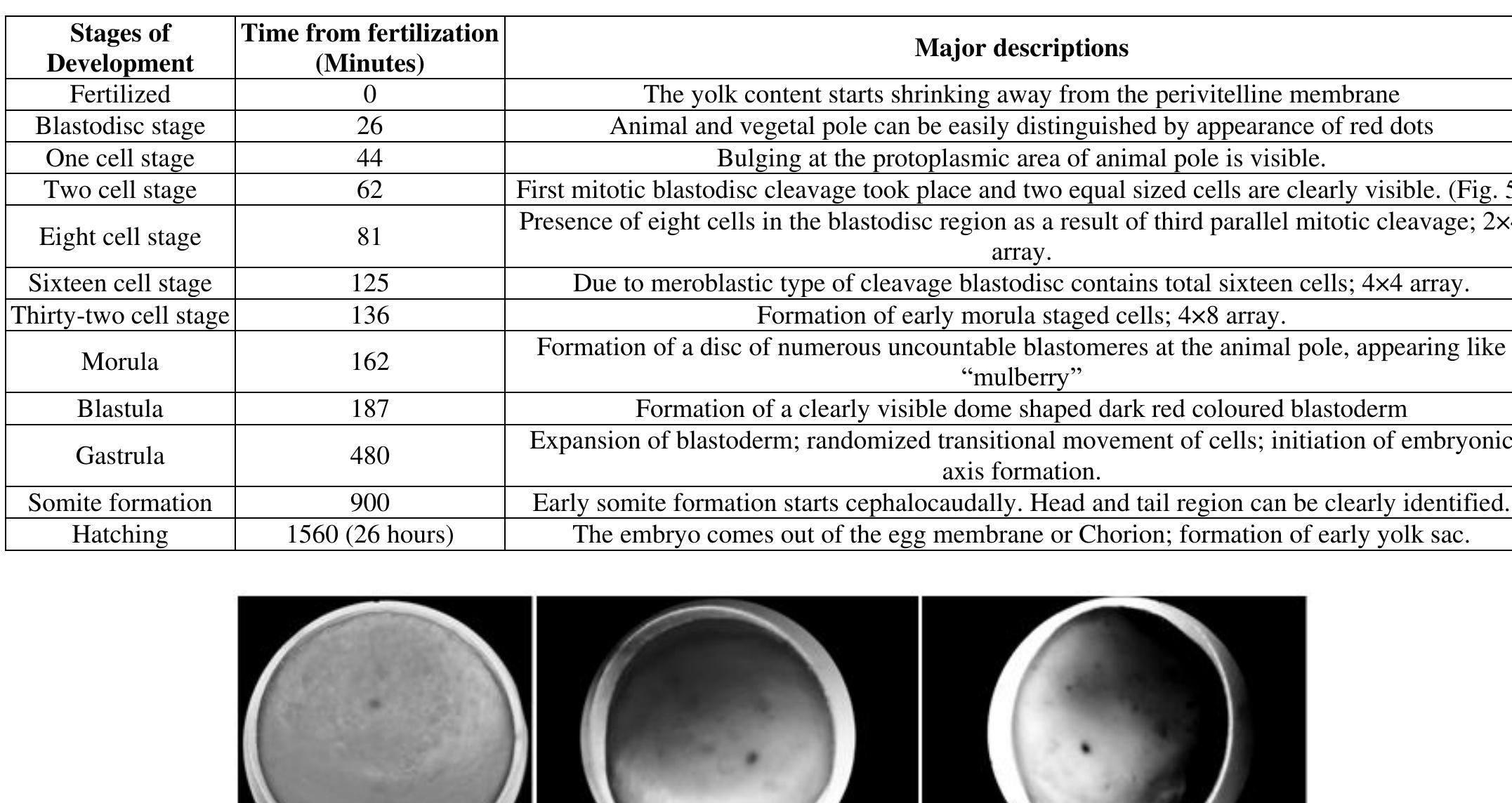 Embryonic developmental stages of c. batrachus with respect