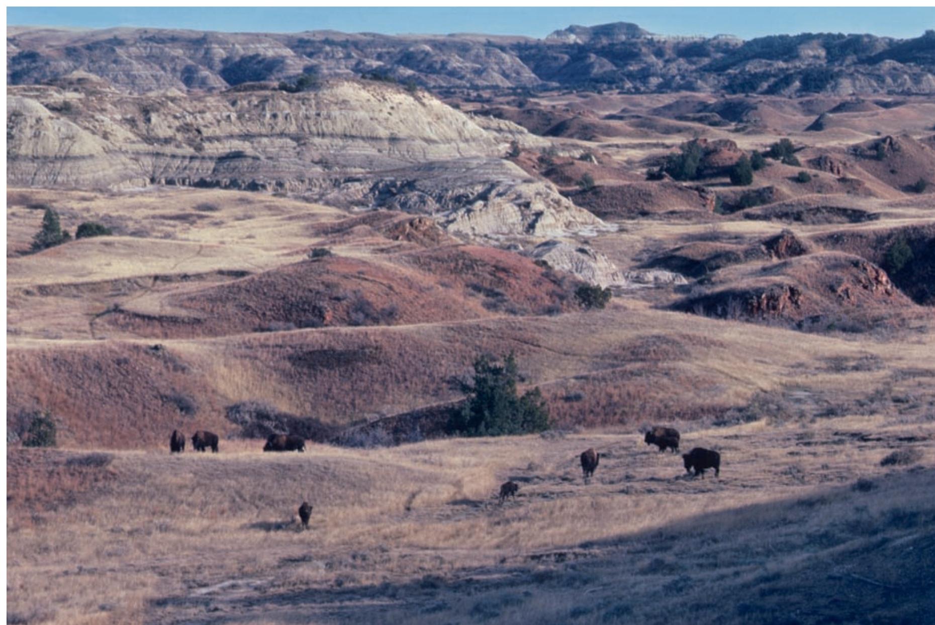 2 the little missouri badlands are formed in the late