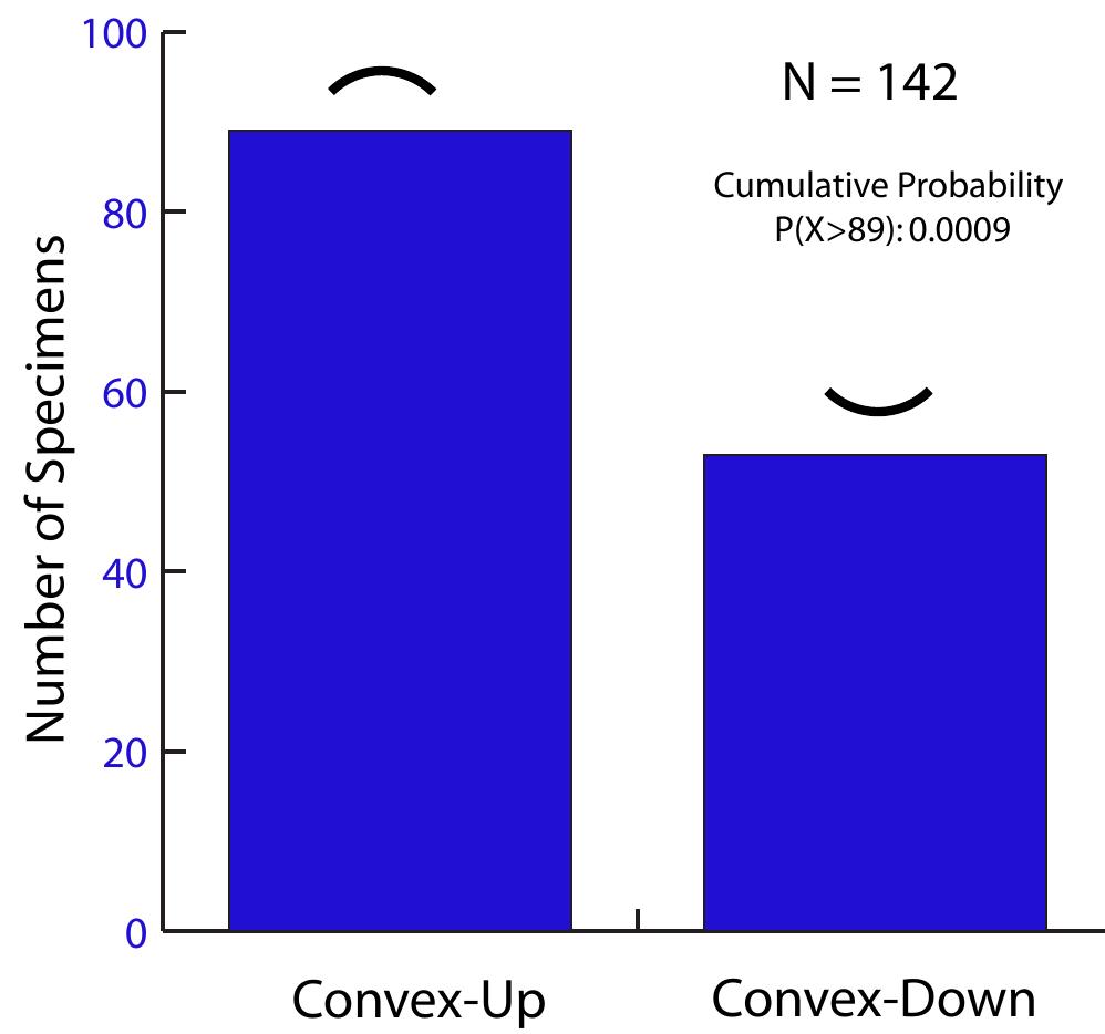 Up-down orientation of 142 trilobite cranidia (and some