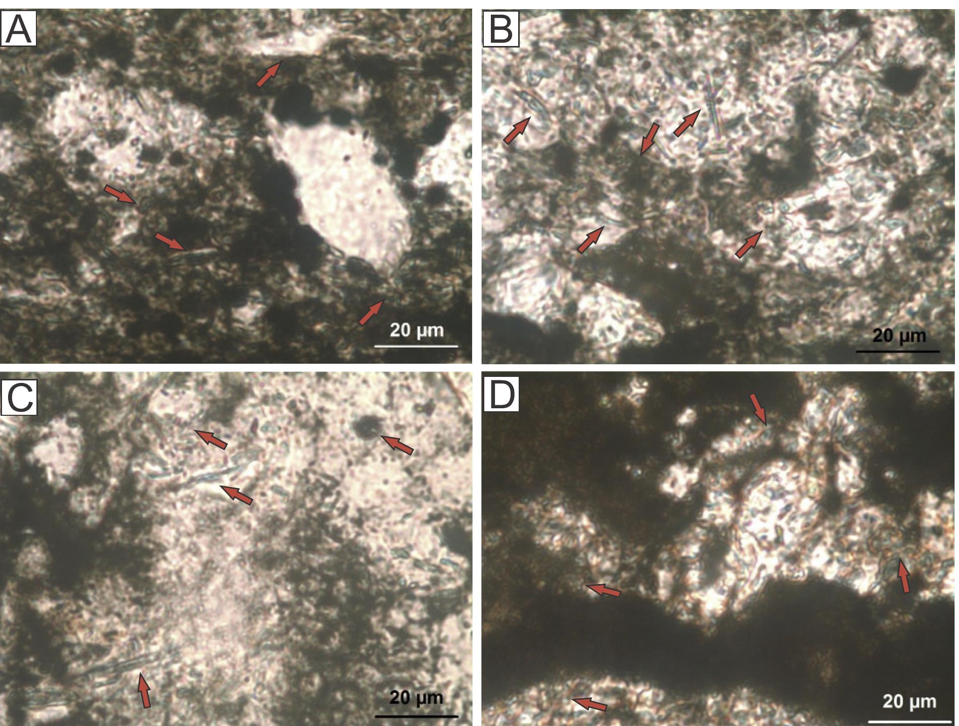 The mineralized microbially produced micro-texture (mmpt) is
