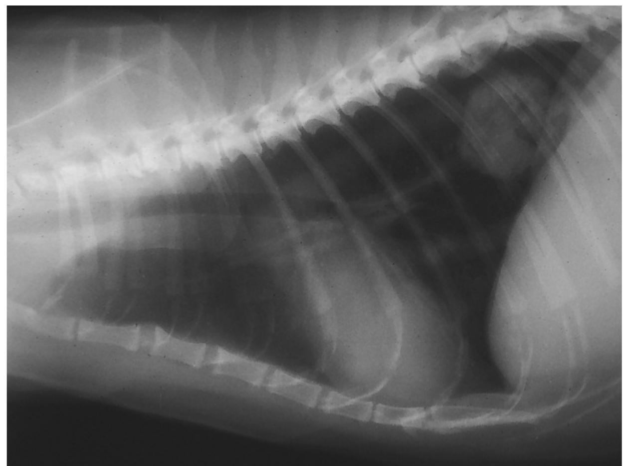 A primary pulmonary neoplasm is evident within the caudal