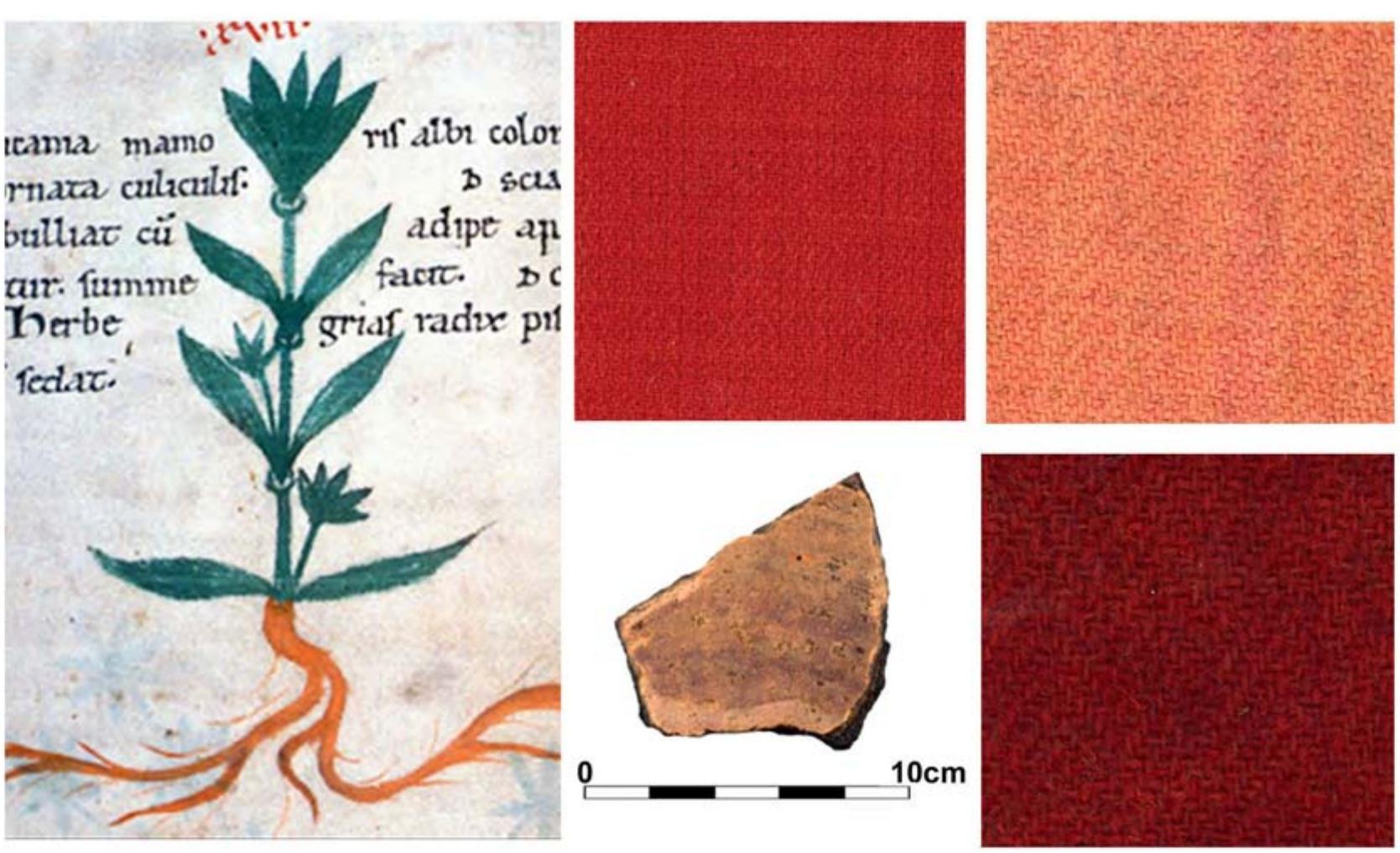 Anglo-saxon madder. left, an illustration of the madder