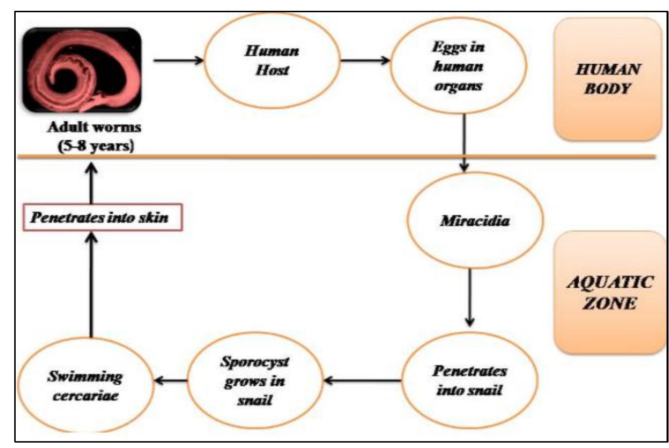 Stages in life cycle of schistosoma cercariae and miracidium