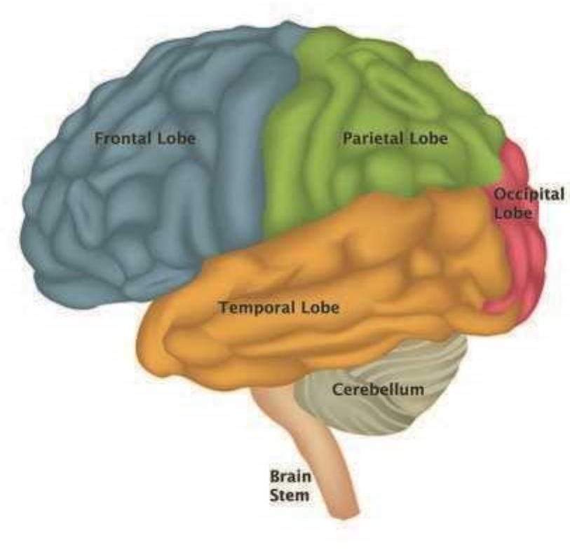 Lateral view of the anatomy of the human brain. the cortex