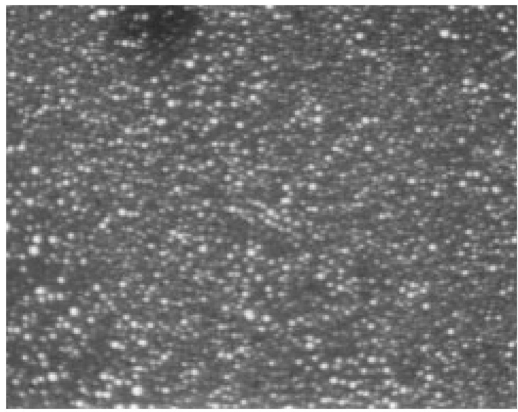 Microstructure of a modified binder with bitumen matrix.
