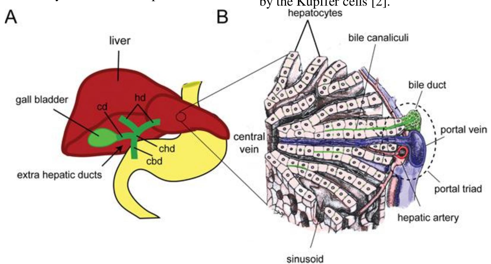 (PDF) Physiology of the liver