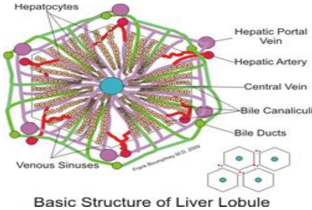 Basic structure of liver lobule. sources : arora, 2012