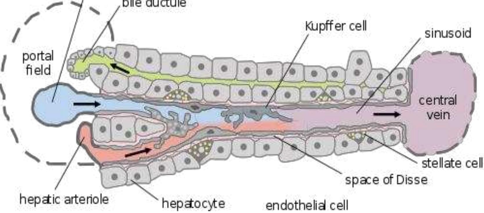 (PDF) Physiology of the liver