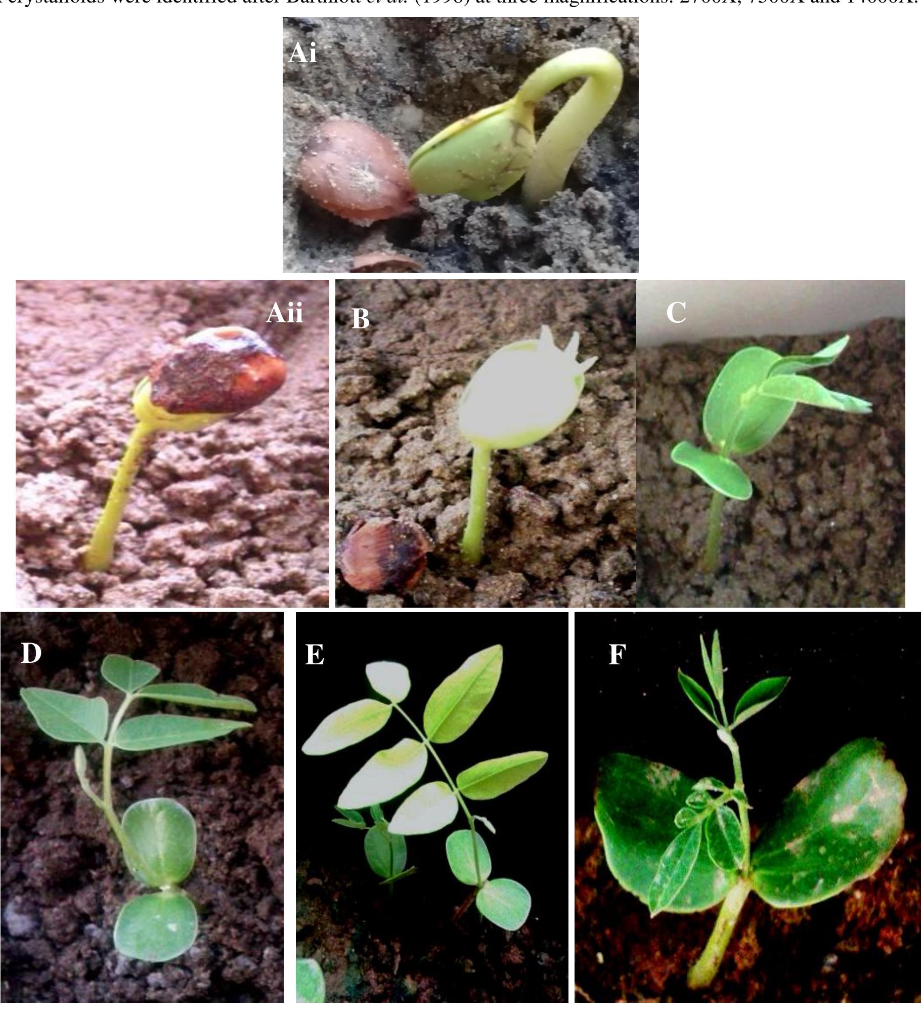 Germination stages of cassia fistula seed (a-c). note that