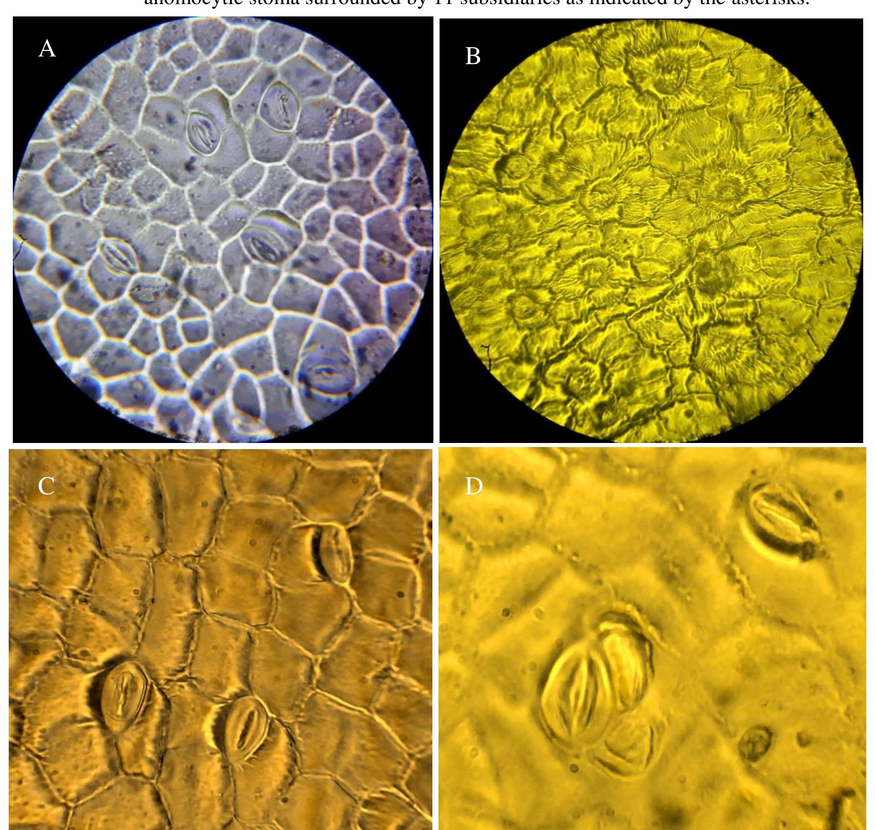 Stomatal types on upper or dorsal surface of mature