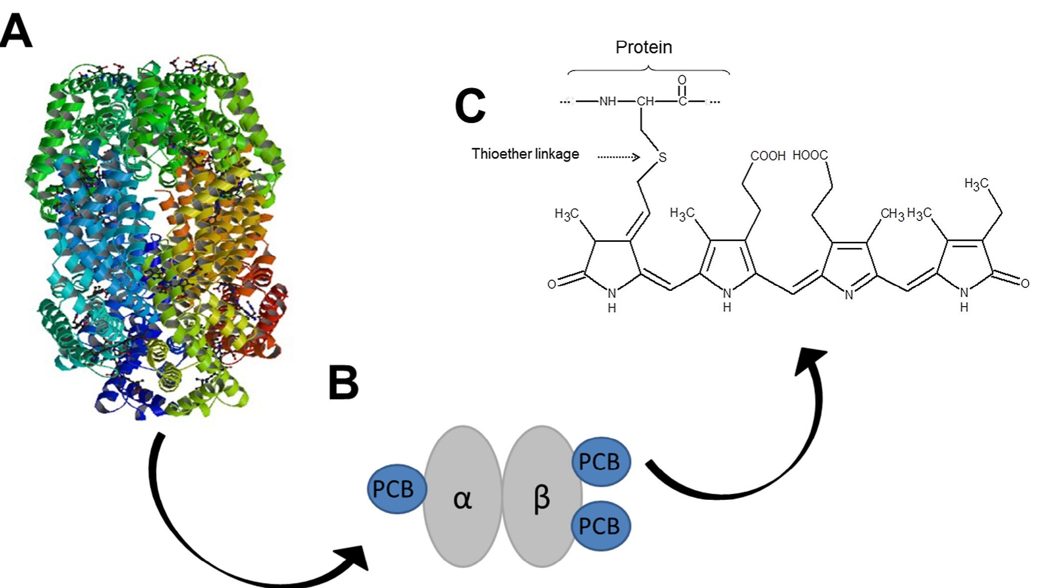 - phycocyanin (pc) structure. (a) crystal structure of pc